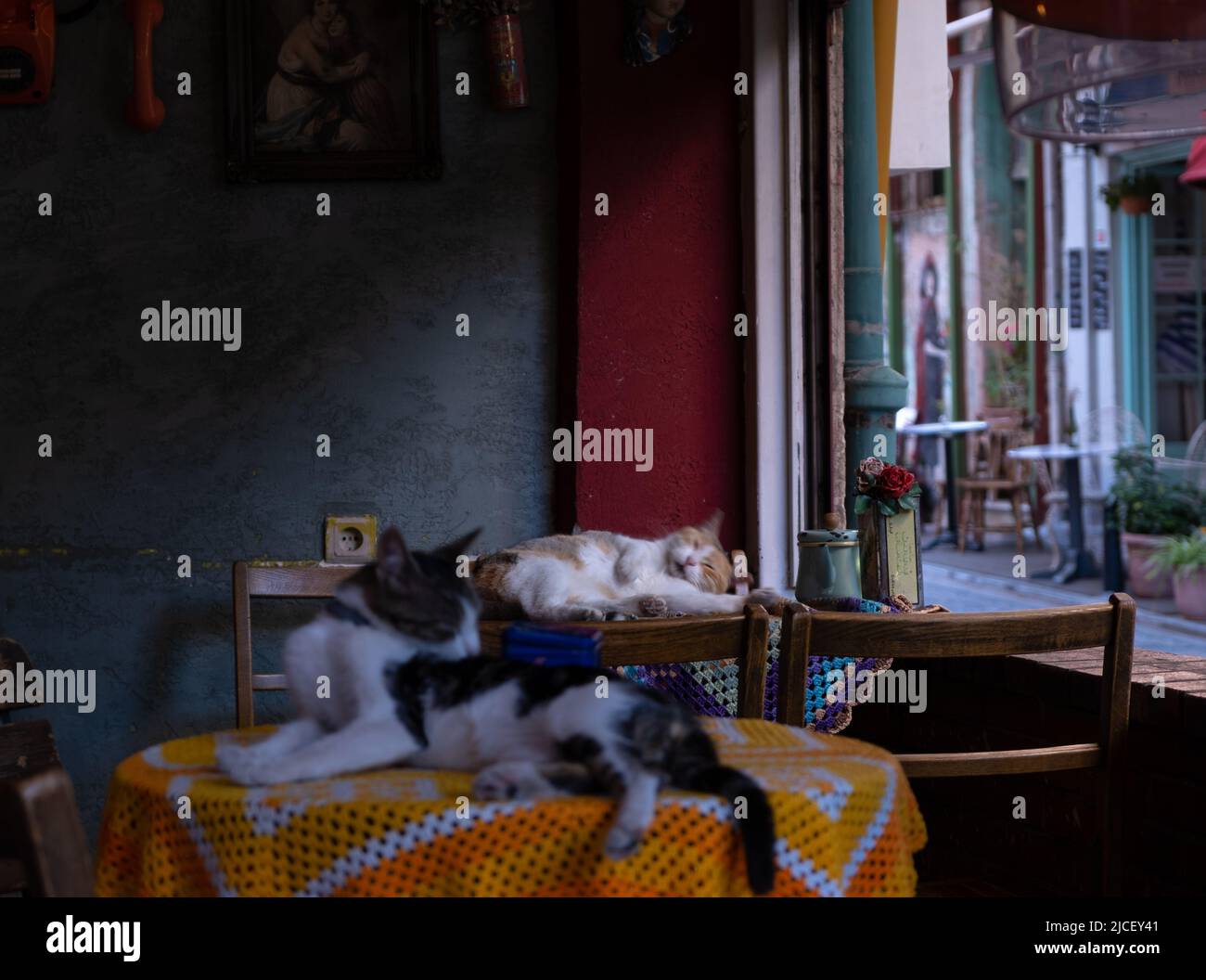 Cat cafe istanbul hi-res stock photography and images - Alamy