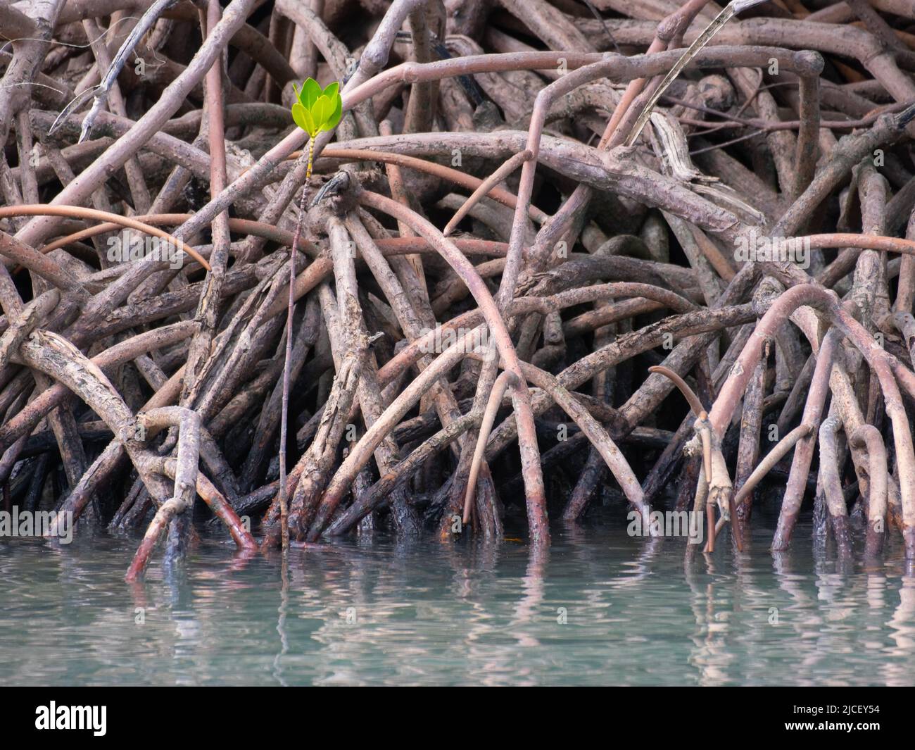 Mangroves in Northern Australia, a new leaf growing out of the salt ...