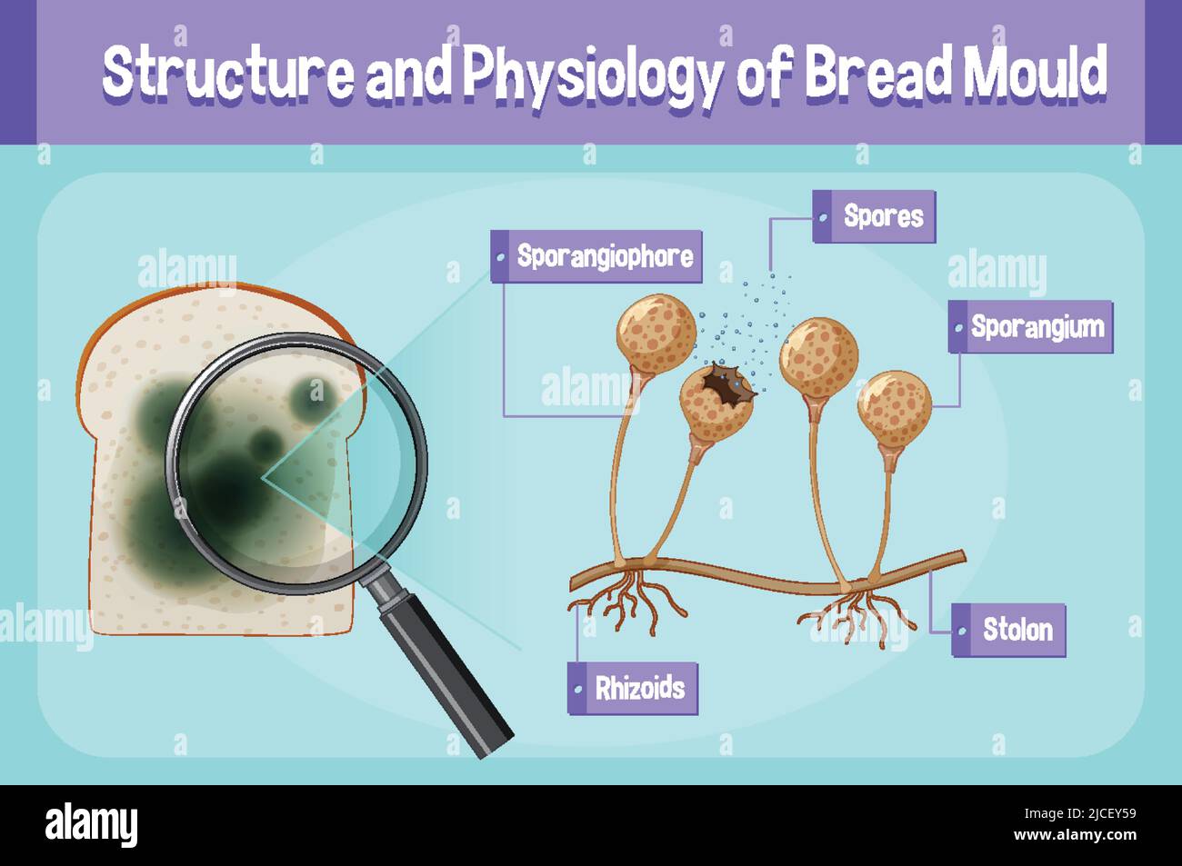 Bread Mold Diagram
