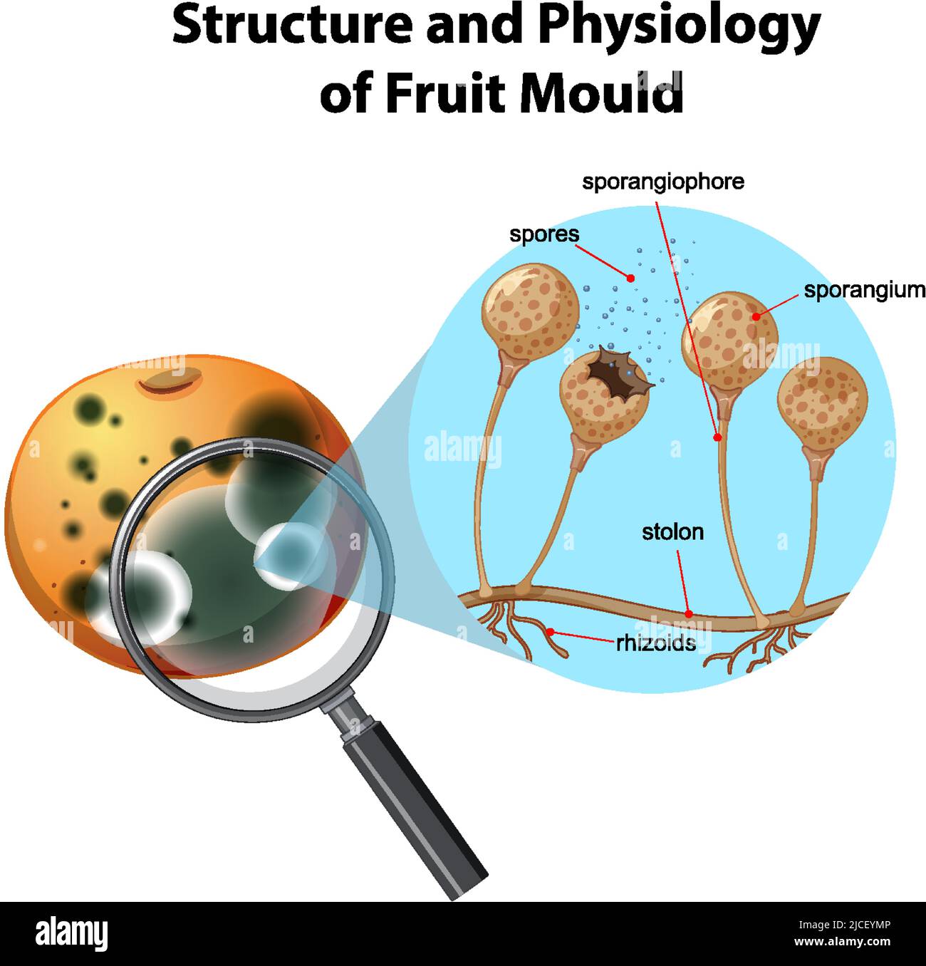 Mold spores illustration Stock Vector Images - Alamy