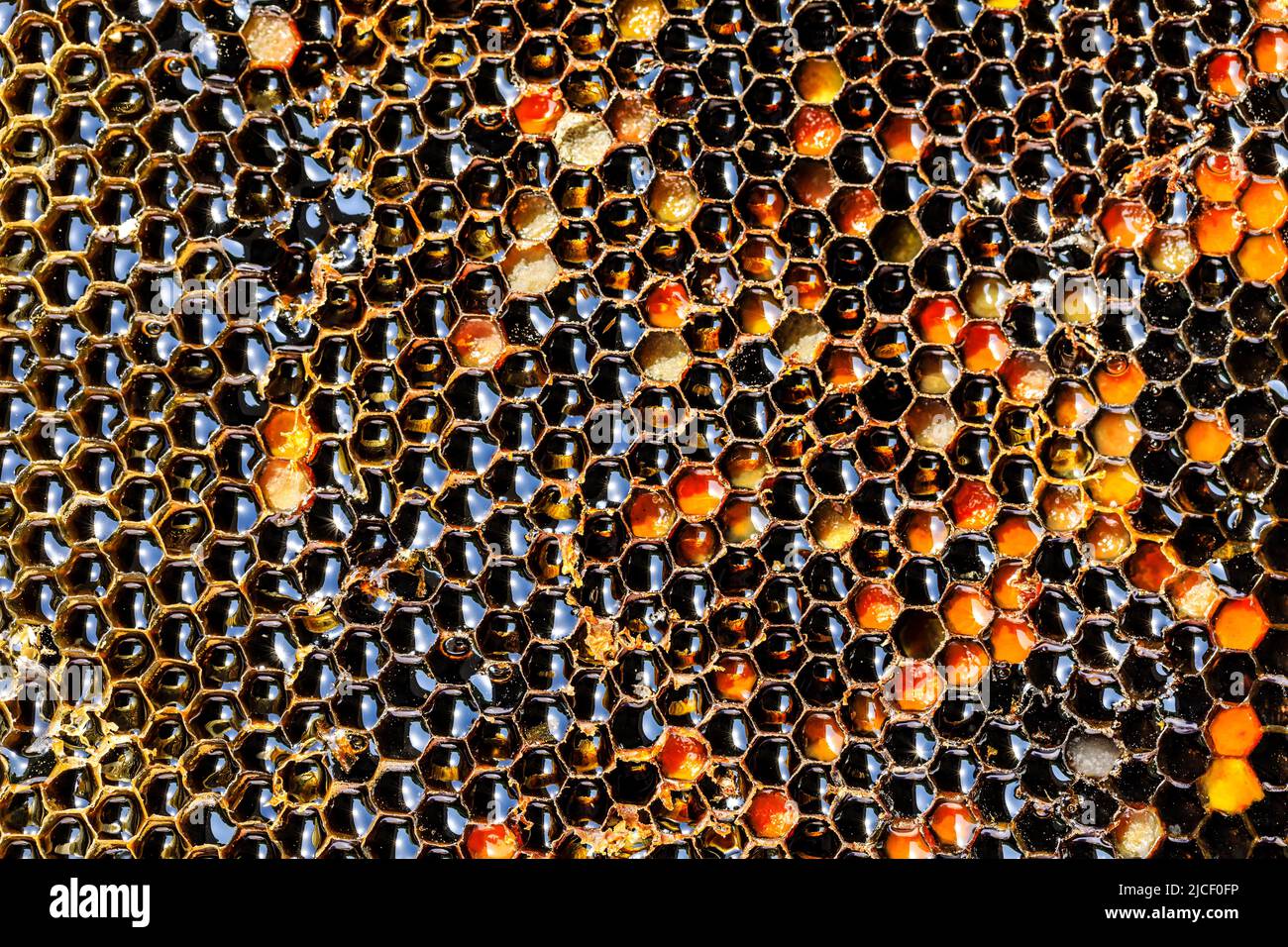 Honeycomb and honey background texture and pattern. fresh honey natural ...