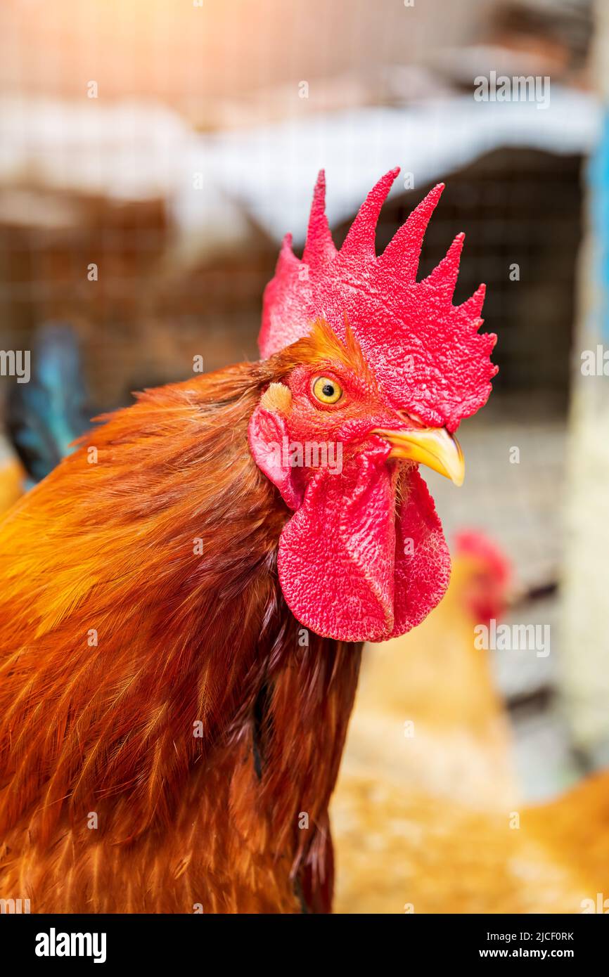 A beautiful rooster in front of a blurred background. Farm animal theme ...