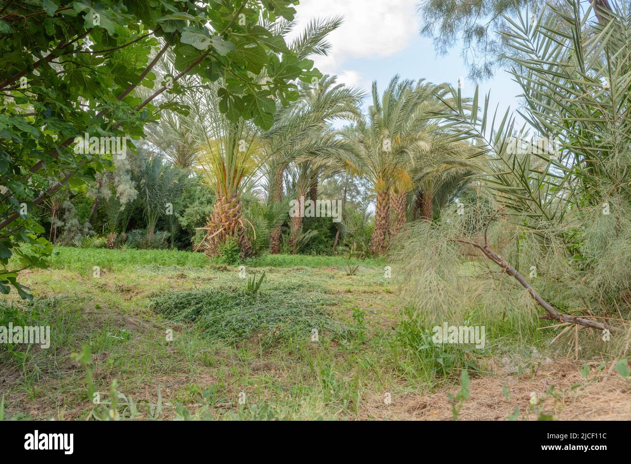 Palm trees in gardens of oasis in spring. Morocco Stock Photo - Alamy