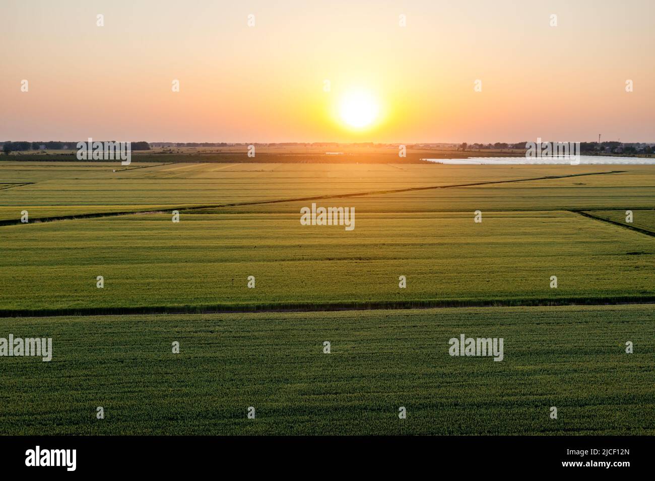 Aerial view of green wheat in spring field. Agriculture scene. Wheat ...