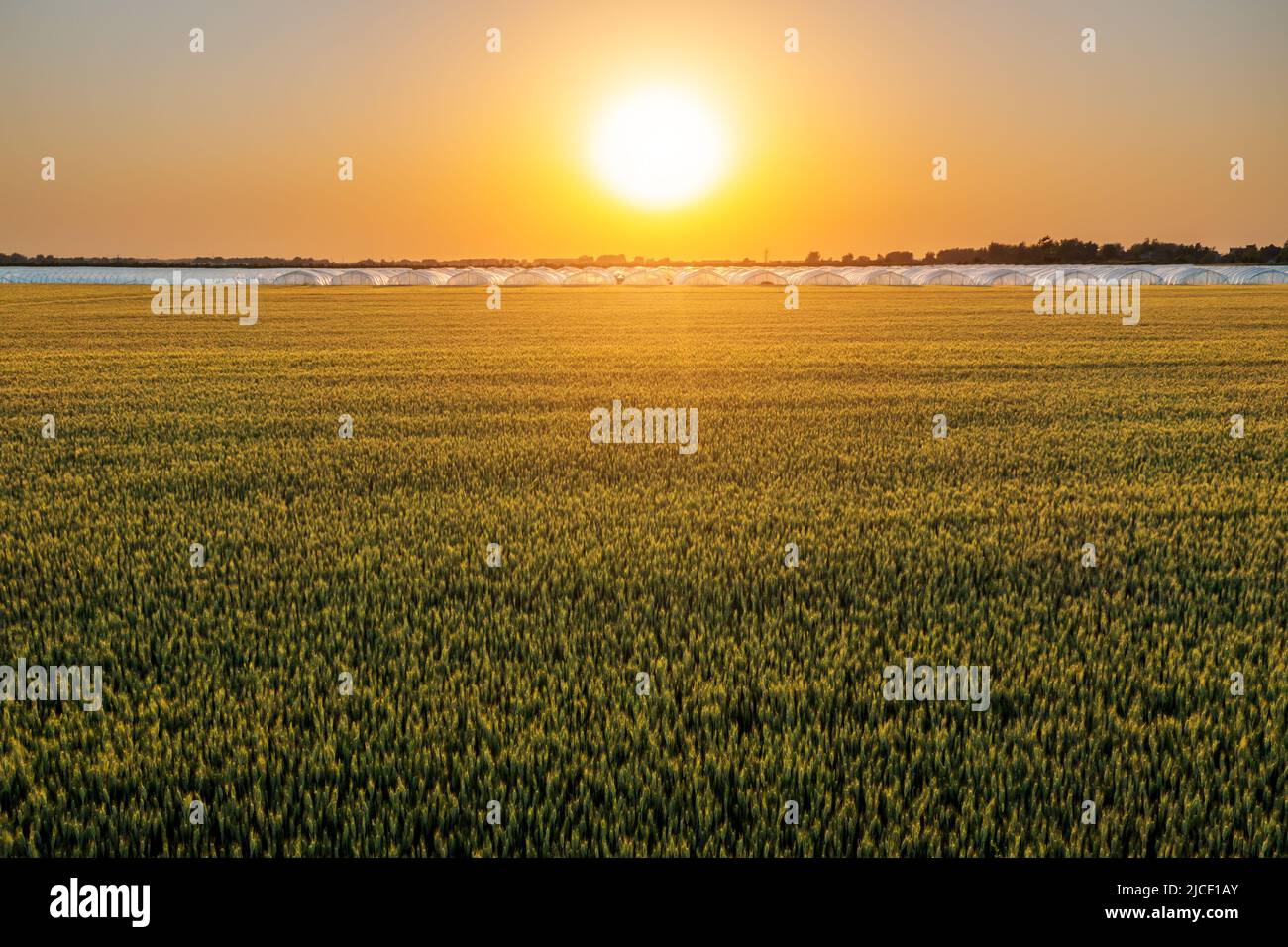 Aerial view of green wheat in spring field. Agriculture scene. Wheat ...