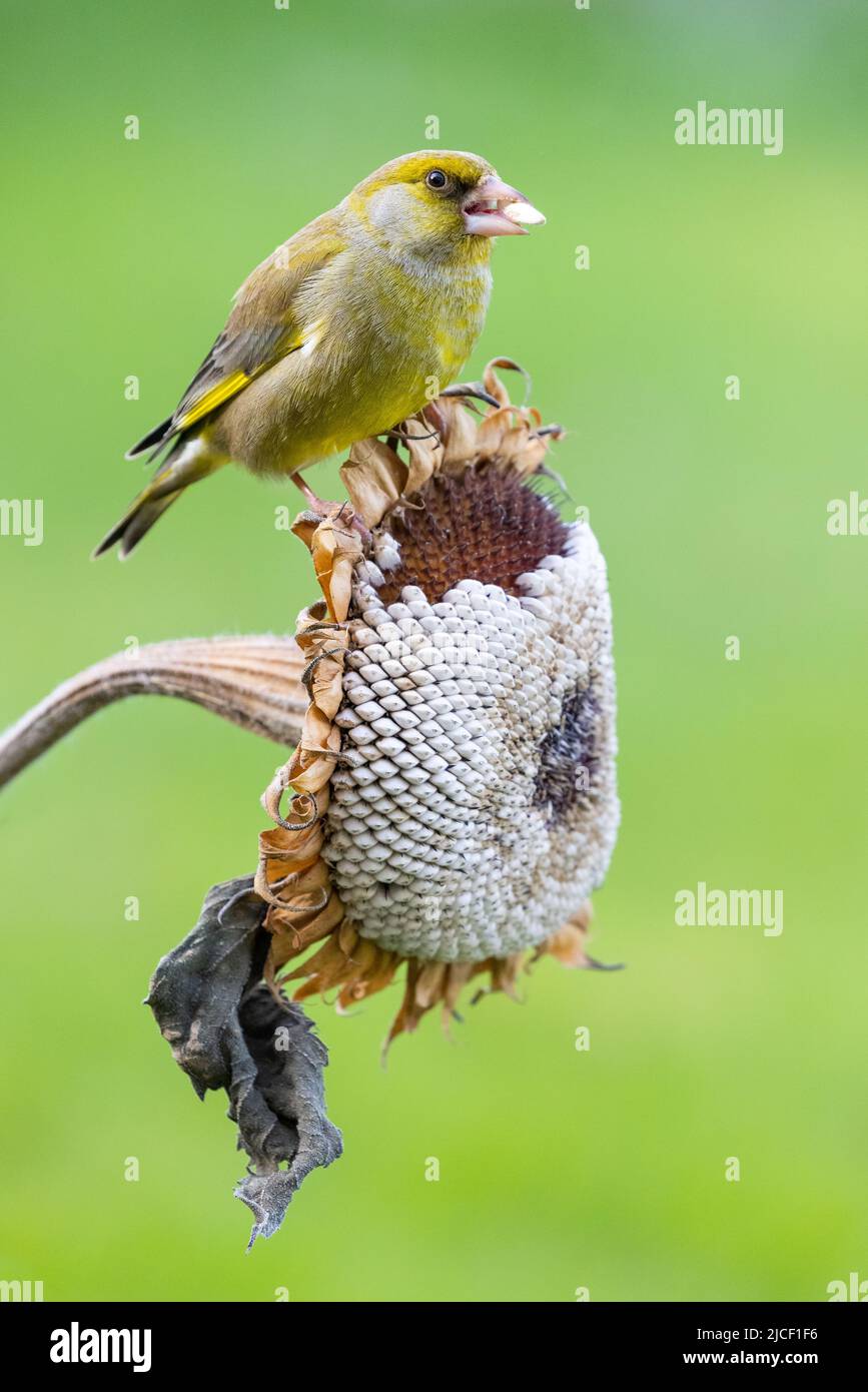 Bird sunflower seedhead hi-res stock photography and images - Alamy