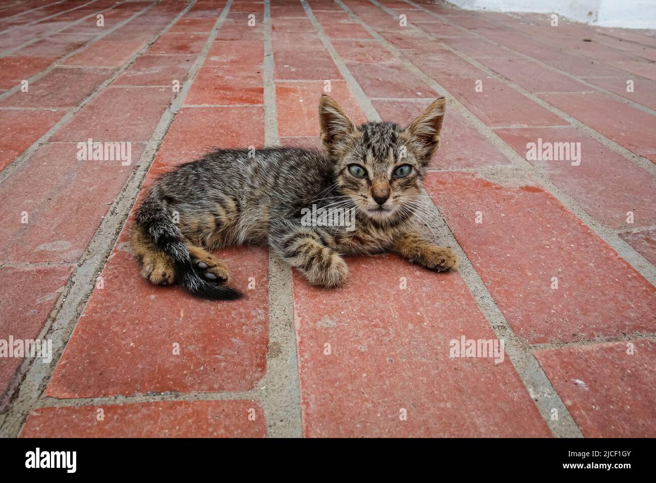 Floor tiles cat hi-res stock photography and images - Alamy