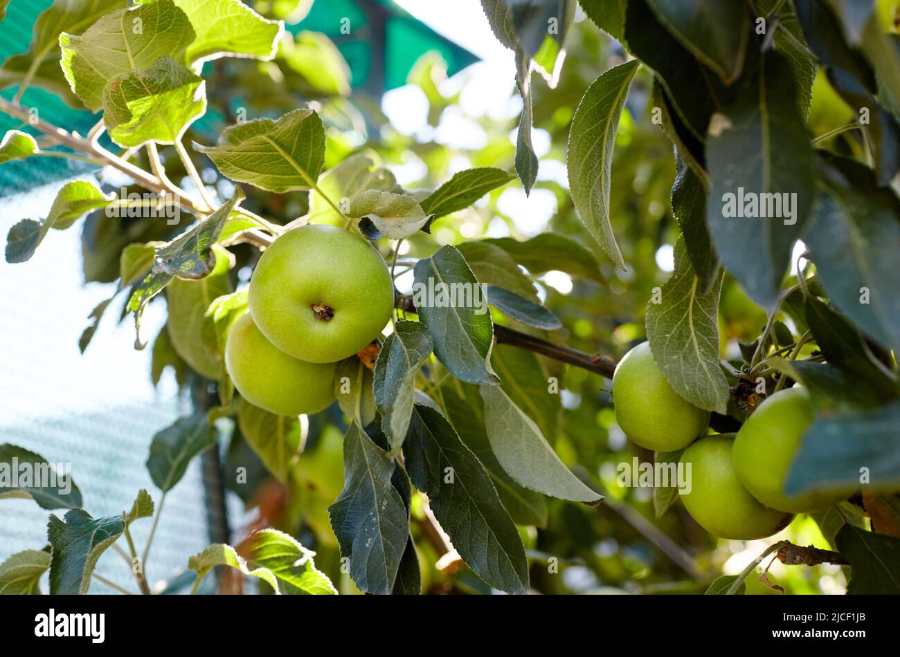 Ripe apples on a tree in a garden. Organic apples hanging from a tree ...