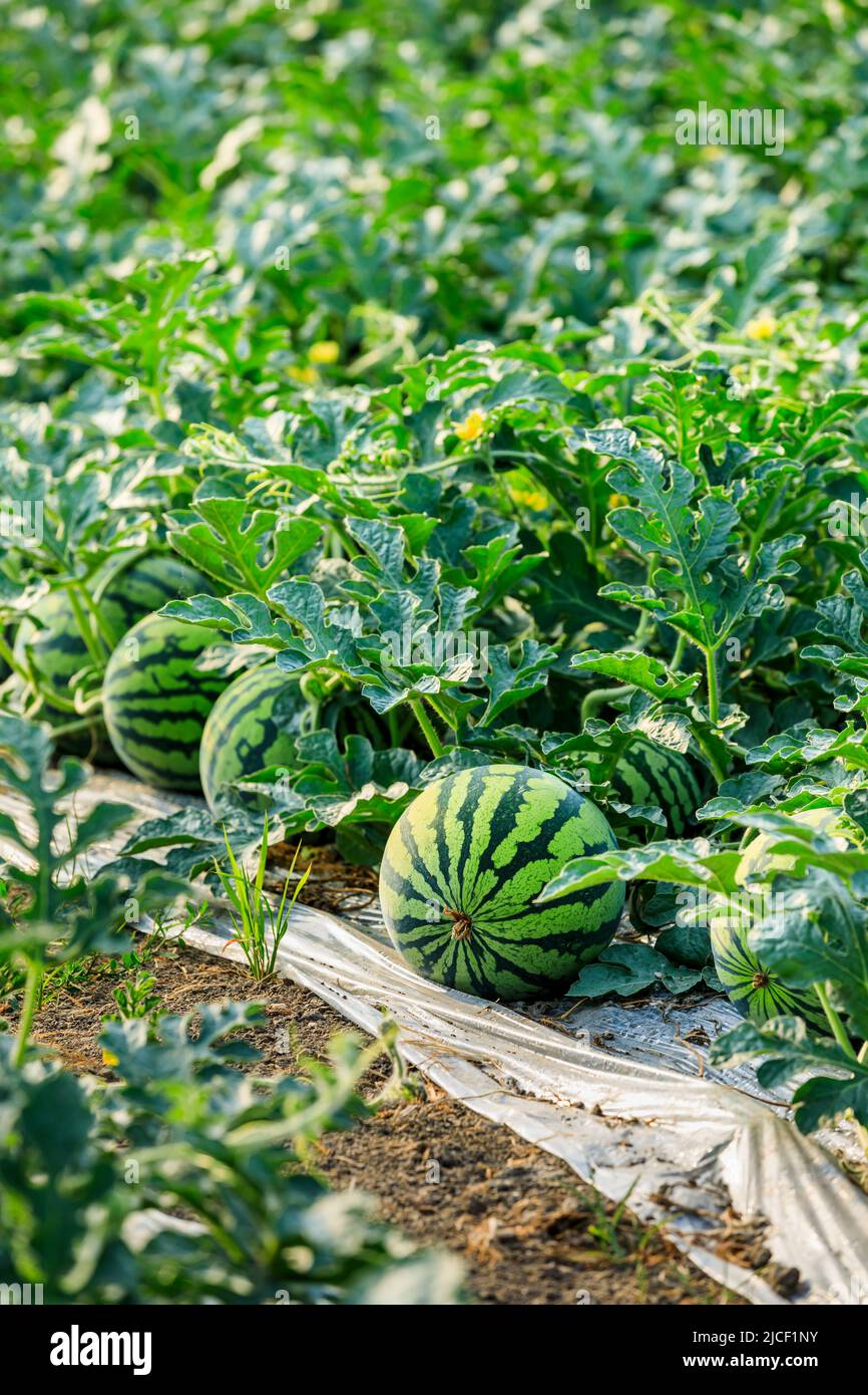 Watermelon field hi-res stock photography and images - Alamy