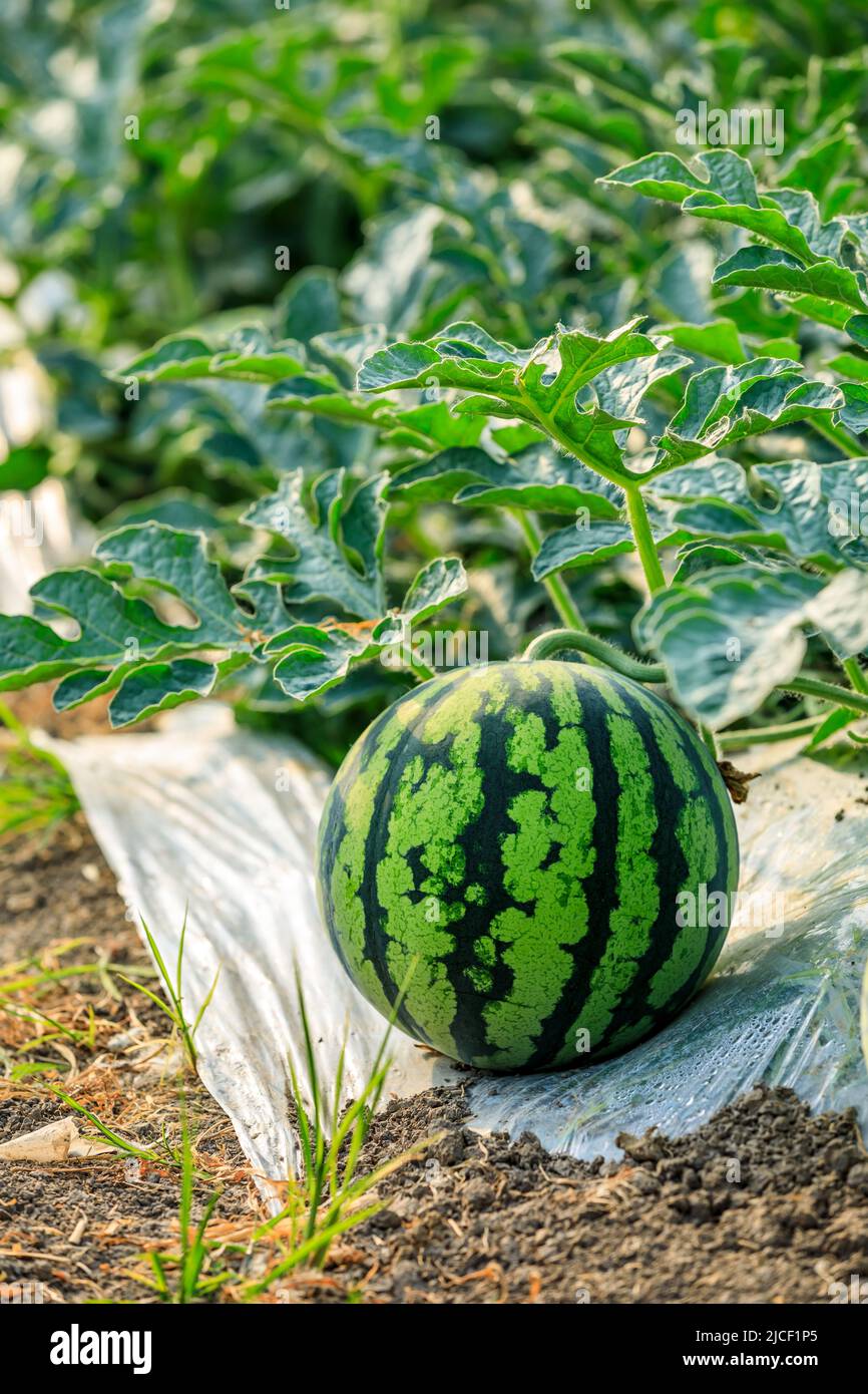 Watermelon on the green watermelon plantation in the summer ...