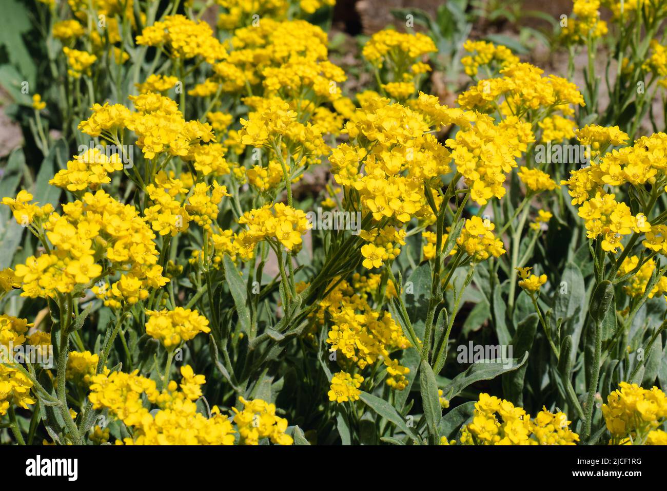 Yellow alyssum hi-res stock photography and images - Alamy