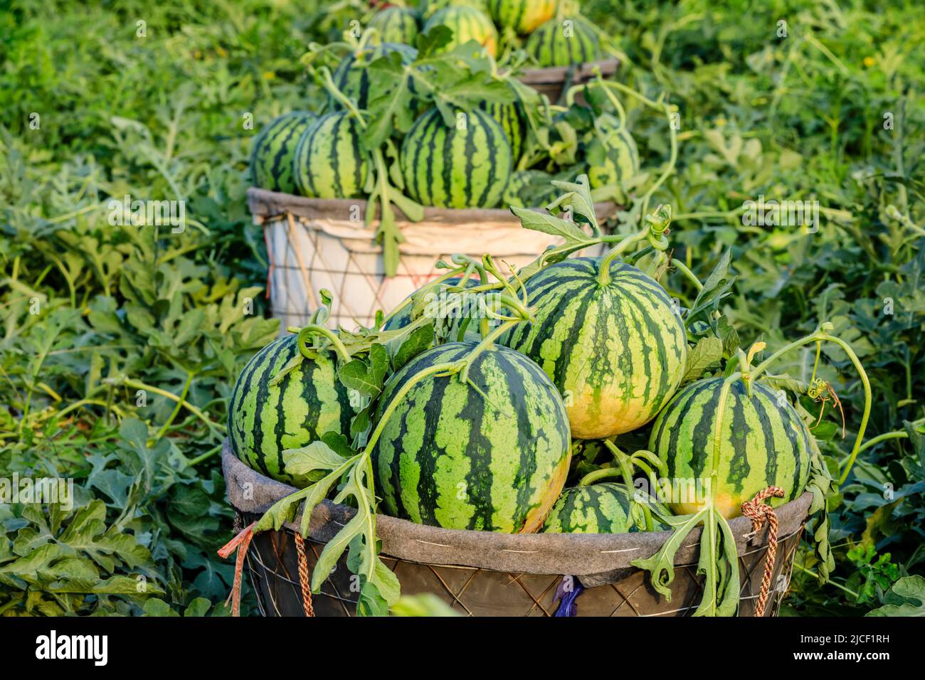 Fresh watermelon fruit just picked in the watermelon field ...
