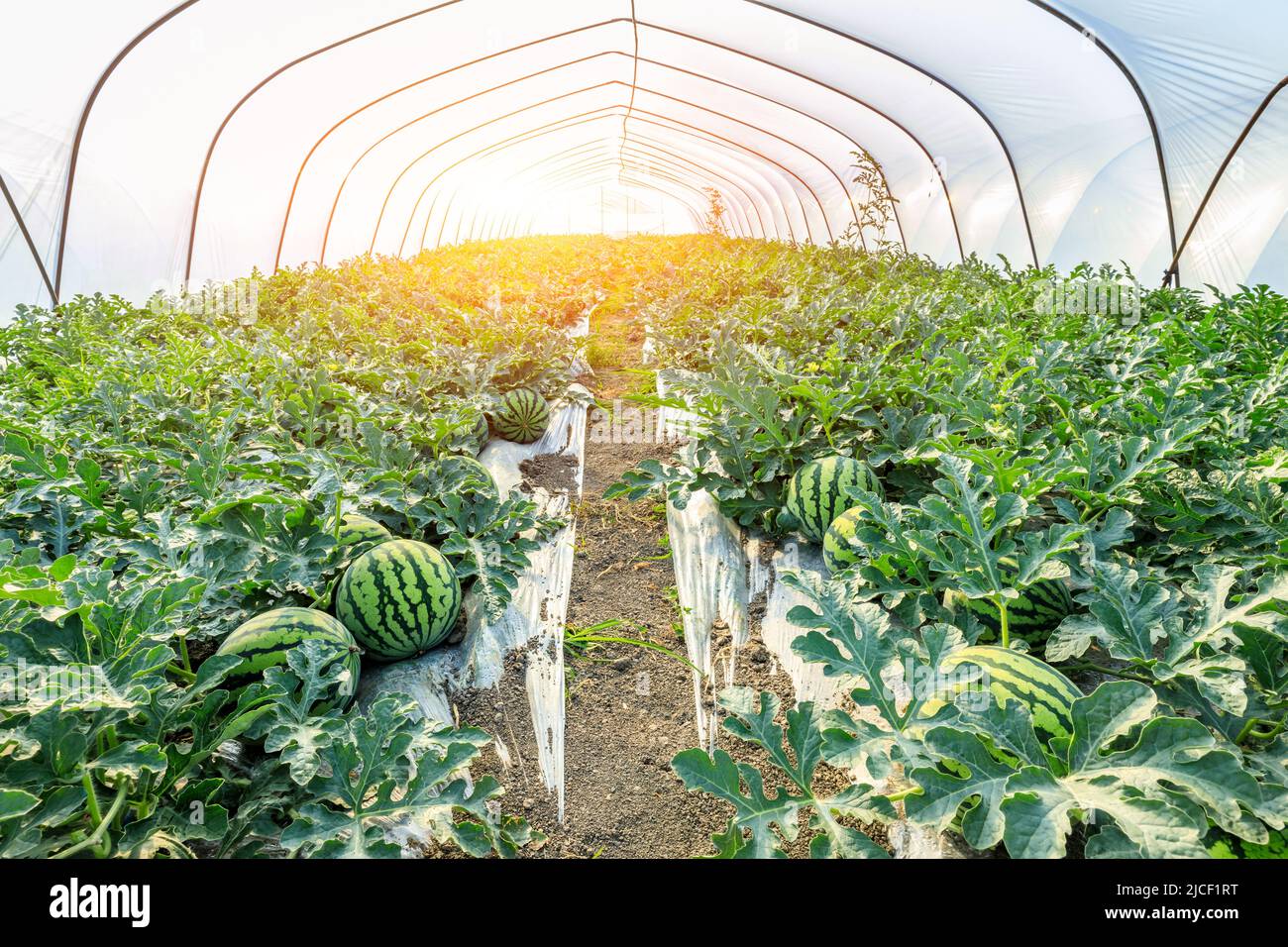 Watermelon on the green watermelon plantation in the summer. Fresh ...