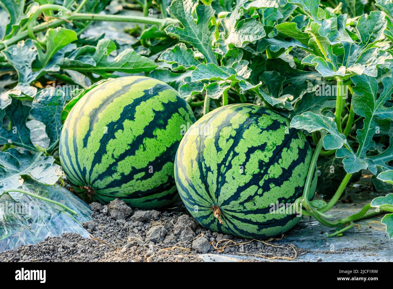 Watermelon field hi-res stock photography and images - Alamy
