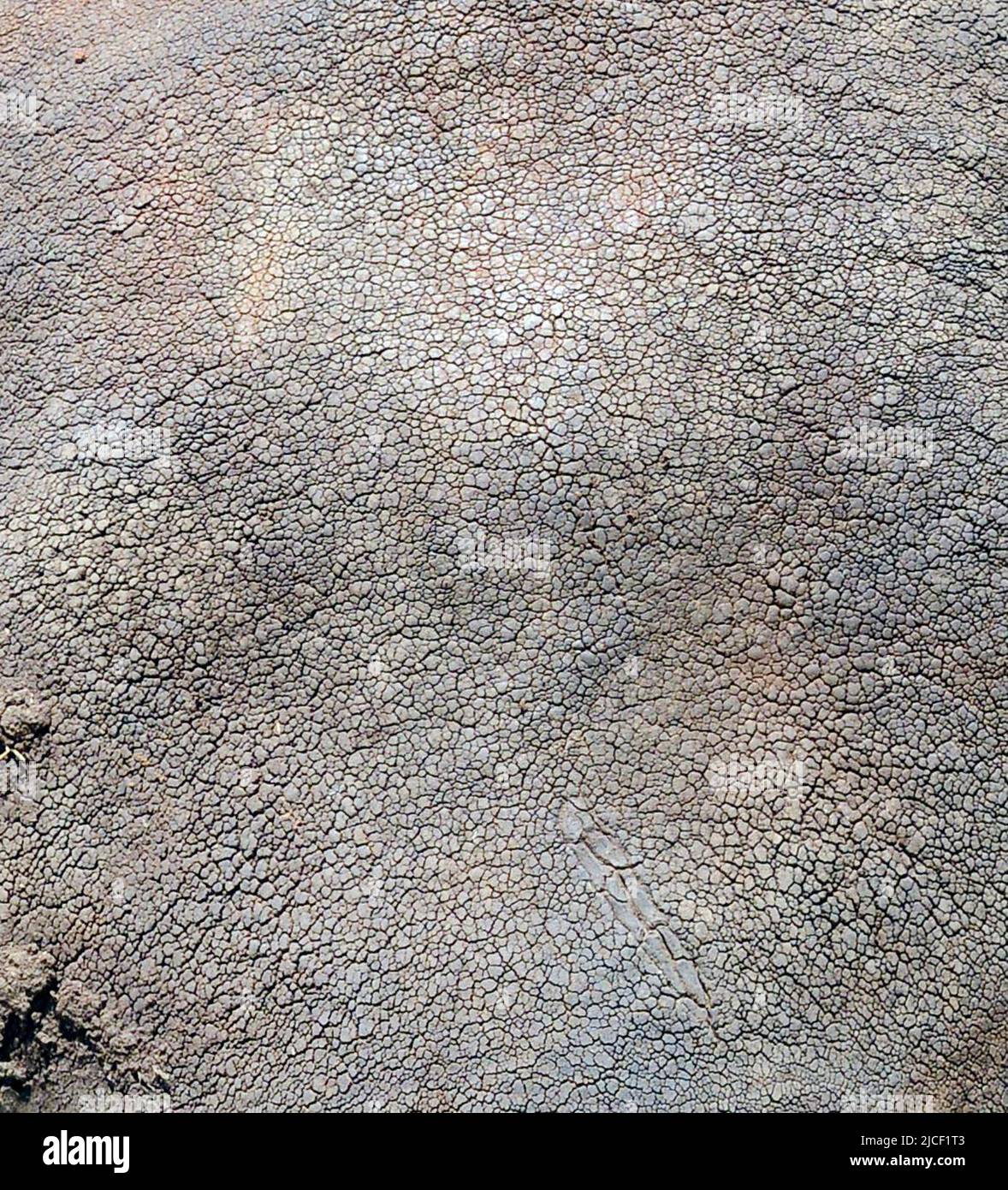 A closeup of an African Elephant skin Stock Photo - Alamy