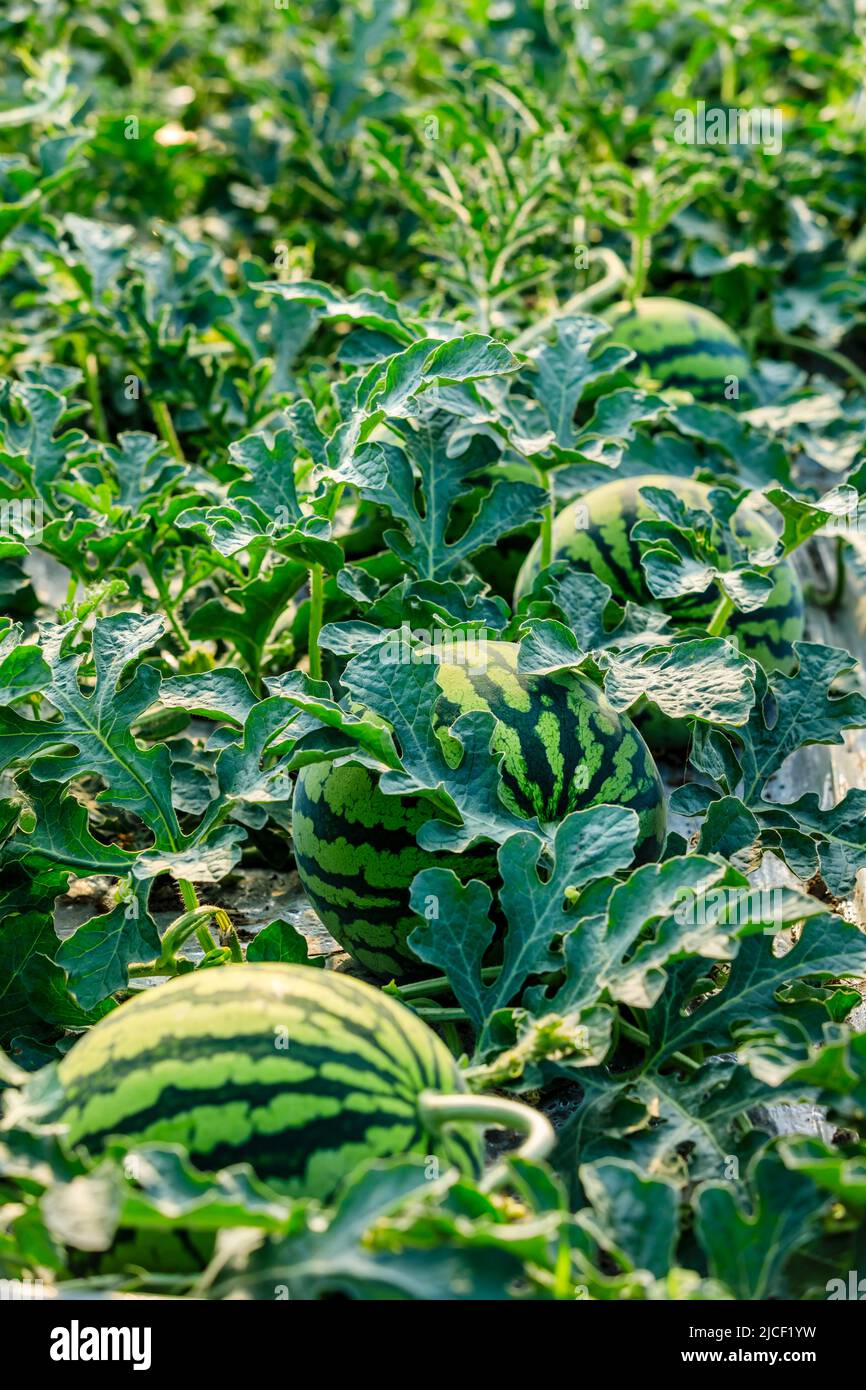 Watermelon on the green watermelon plantation in the summer ...