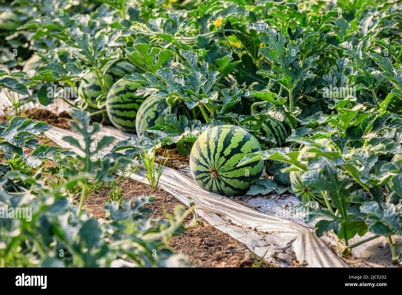Watermelon on the green watermelon plantation in the summer ...