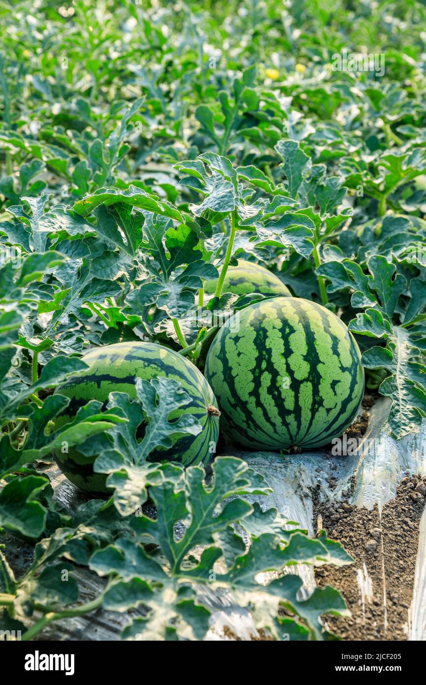 Watermelon on the green watermelon plantation in the summer ...