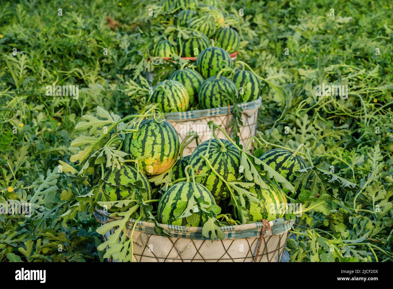 Fresh watermelon fruit just picked in the watermelon field ...