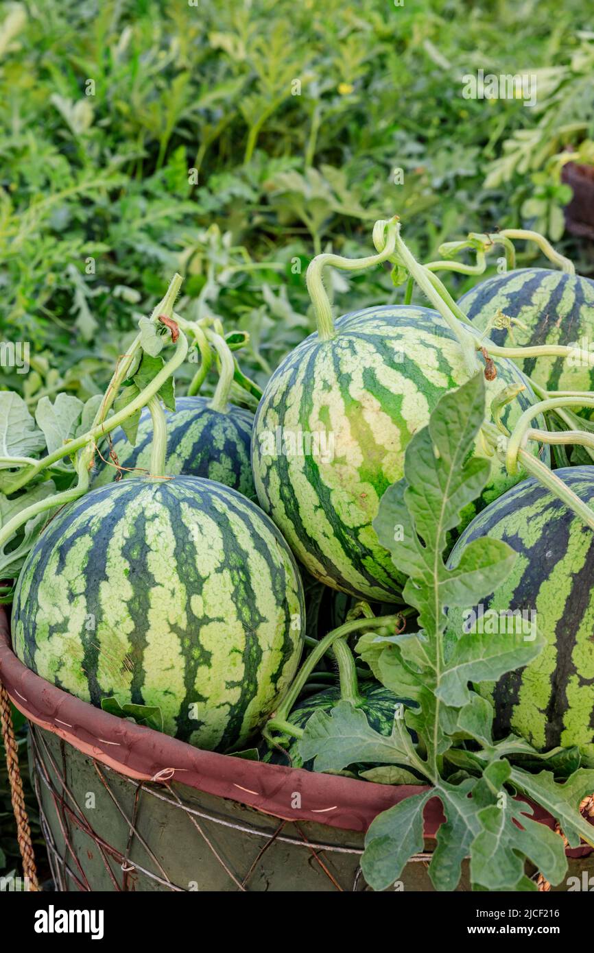 Fresh watermelon fruit just picked in the watermelon field ...