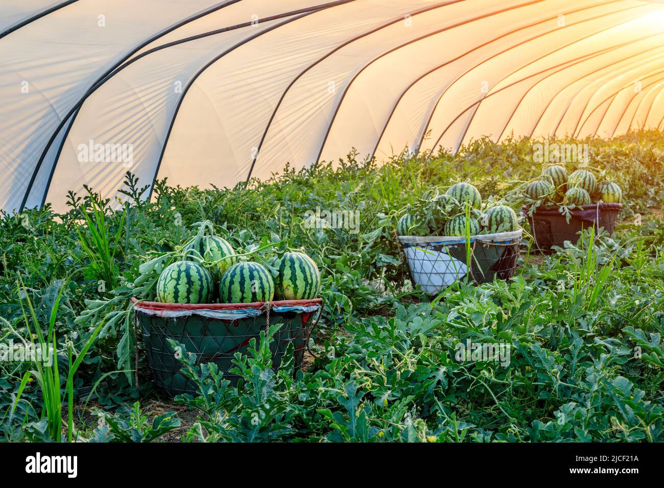 Fresh watermelon fruit just picked in the watermelon field ...