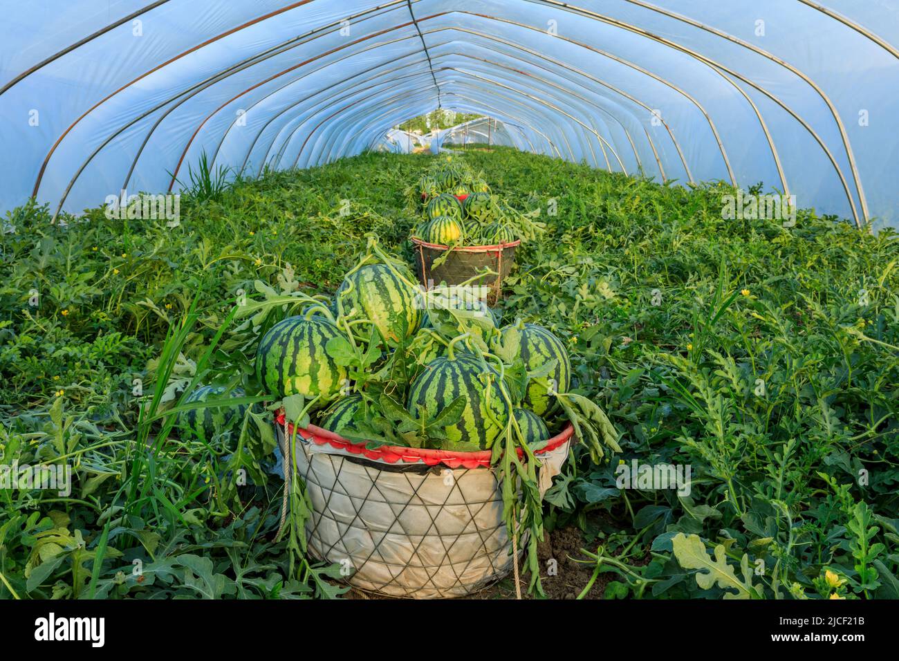 Fresh watermelon fruit just picked in the watermelon field ...