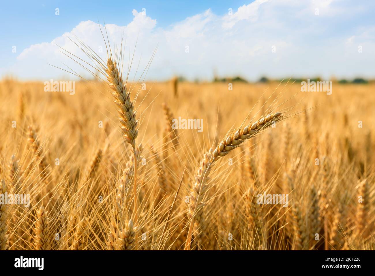 Scene seed hi-res stock photography and images - Alamy