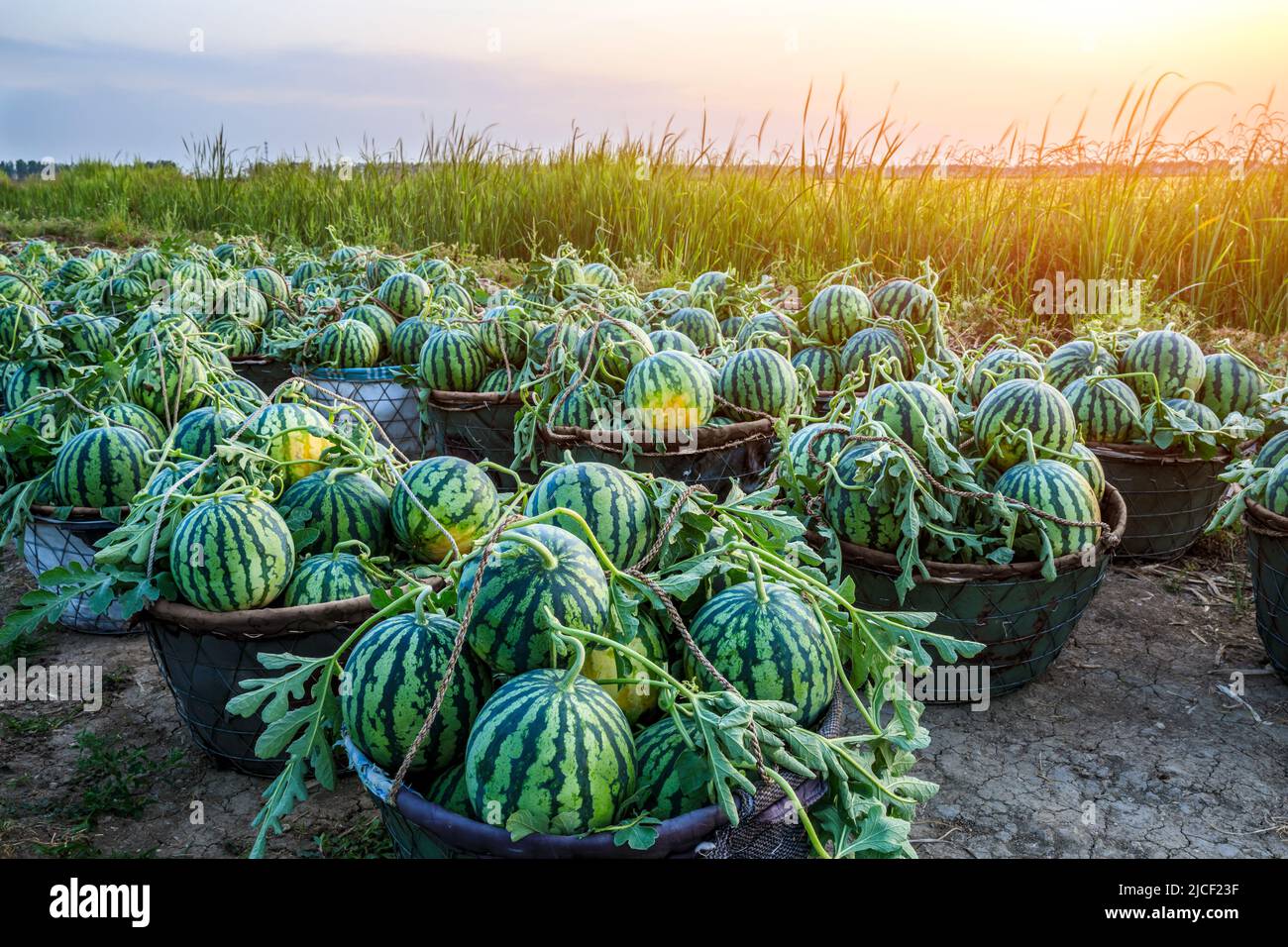 Fresh watermelon fruit just picked in the watermelon field ...