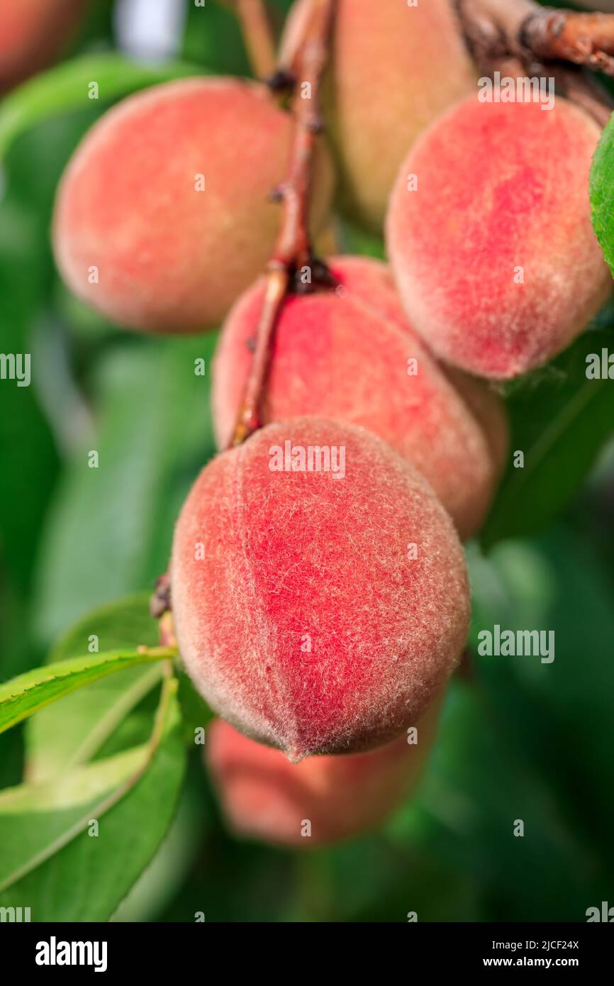 Peach fruit orchard hi-res stock photography and images - Alamy
