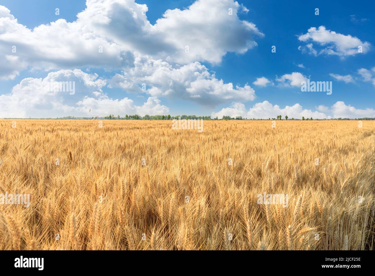 Scene seed hi-res stock photography and images - Alamy