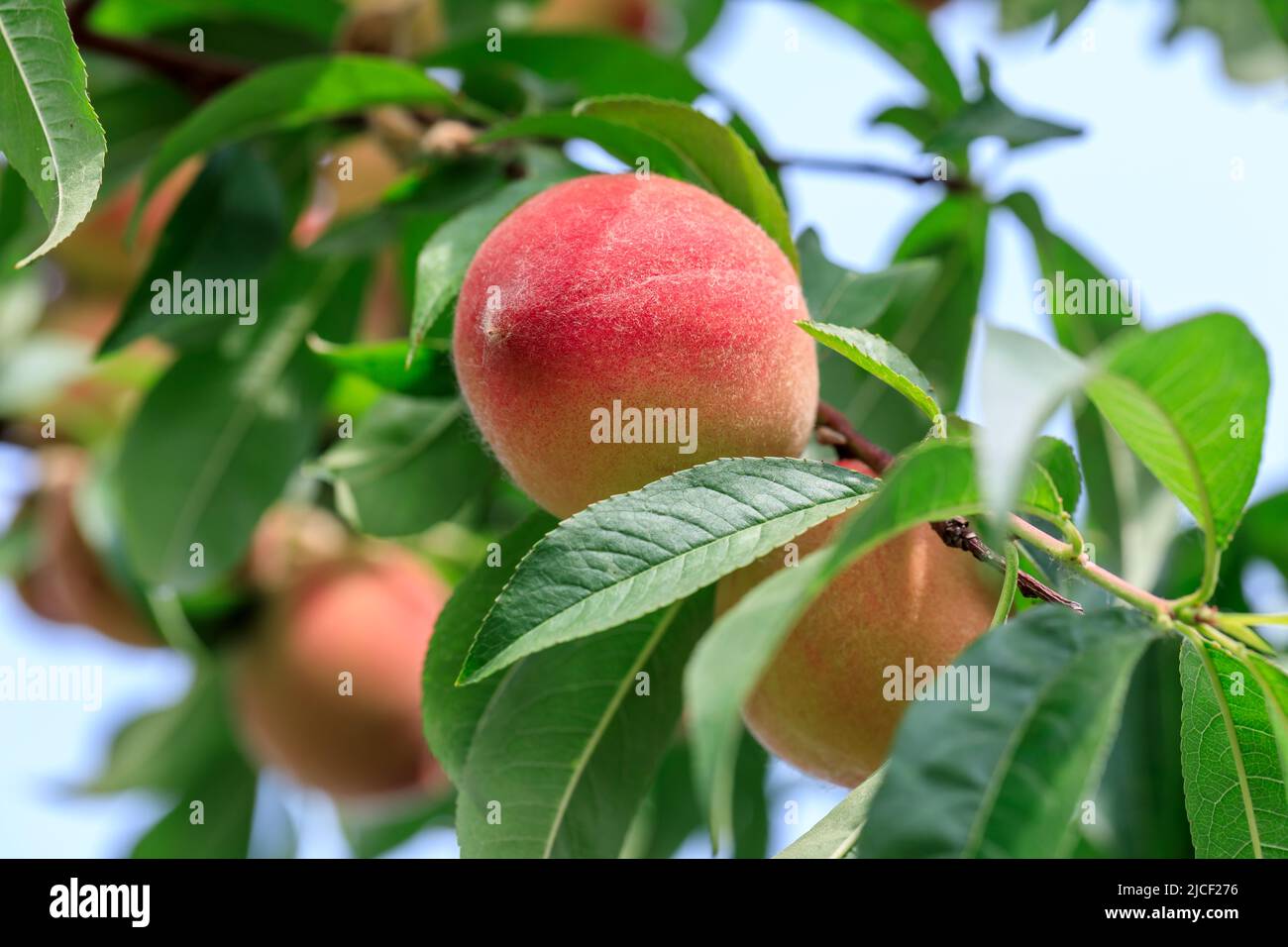 Peach fruit orchard hi-res stock photography and images - Alamy