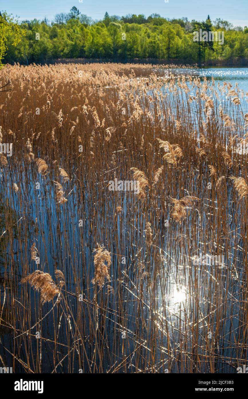 Reed bed with a sun spot in the water Stock Photo - Alamy