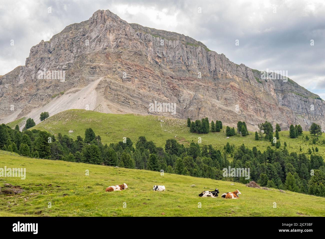 Alp cows resting on a meadow at a rock face Stock Photo - Alamy