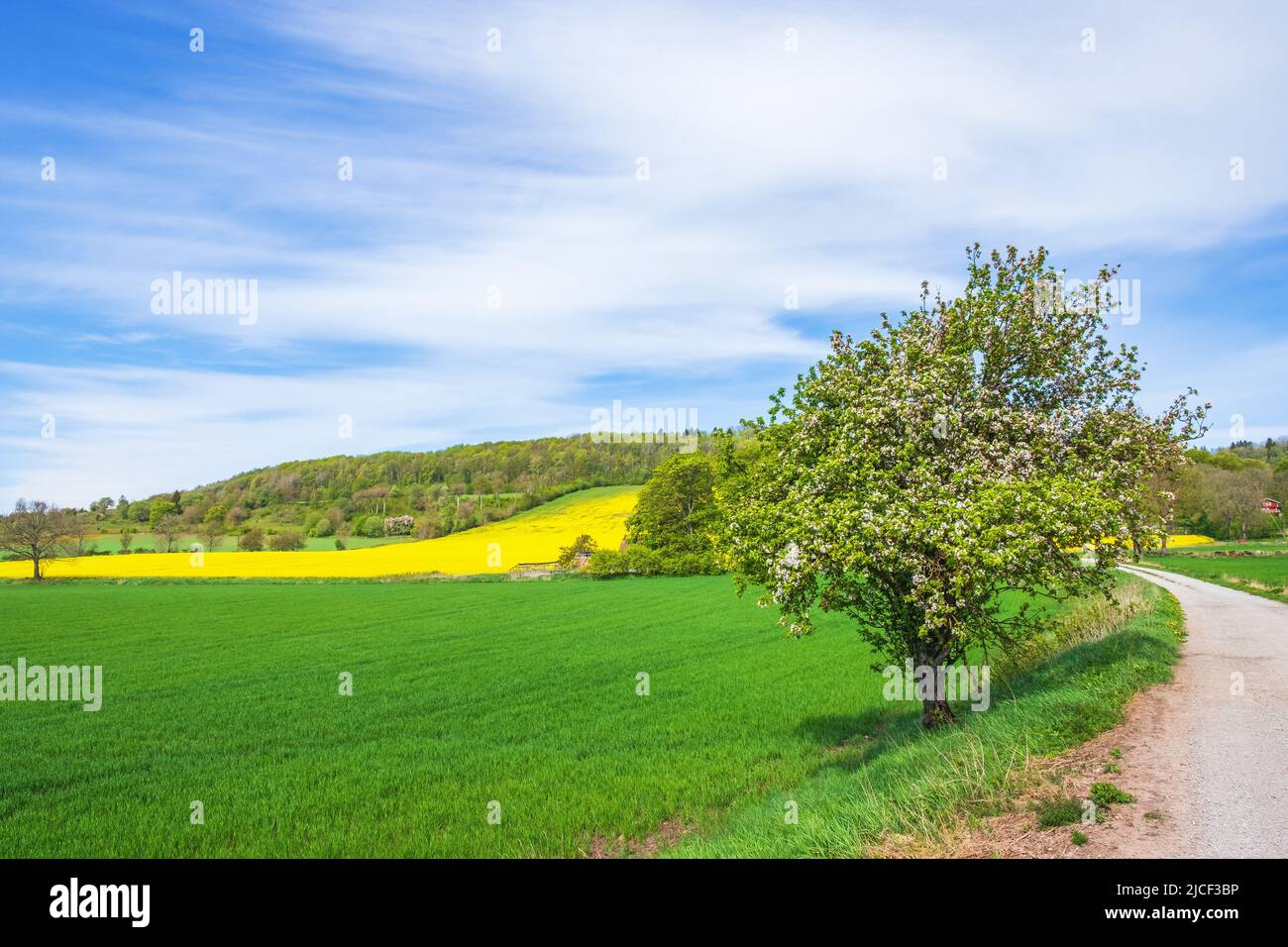 Flowering fruit tree by the roadside Stock Photo - Alamy