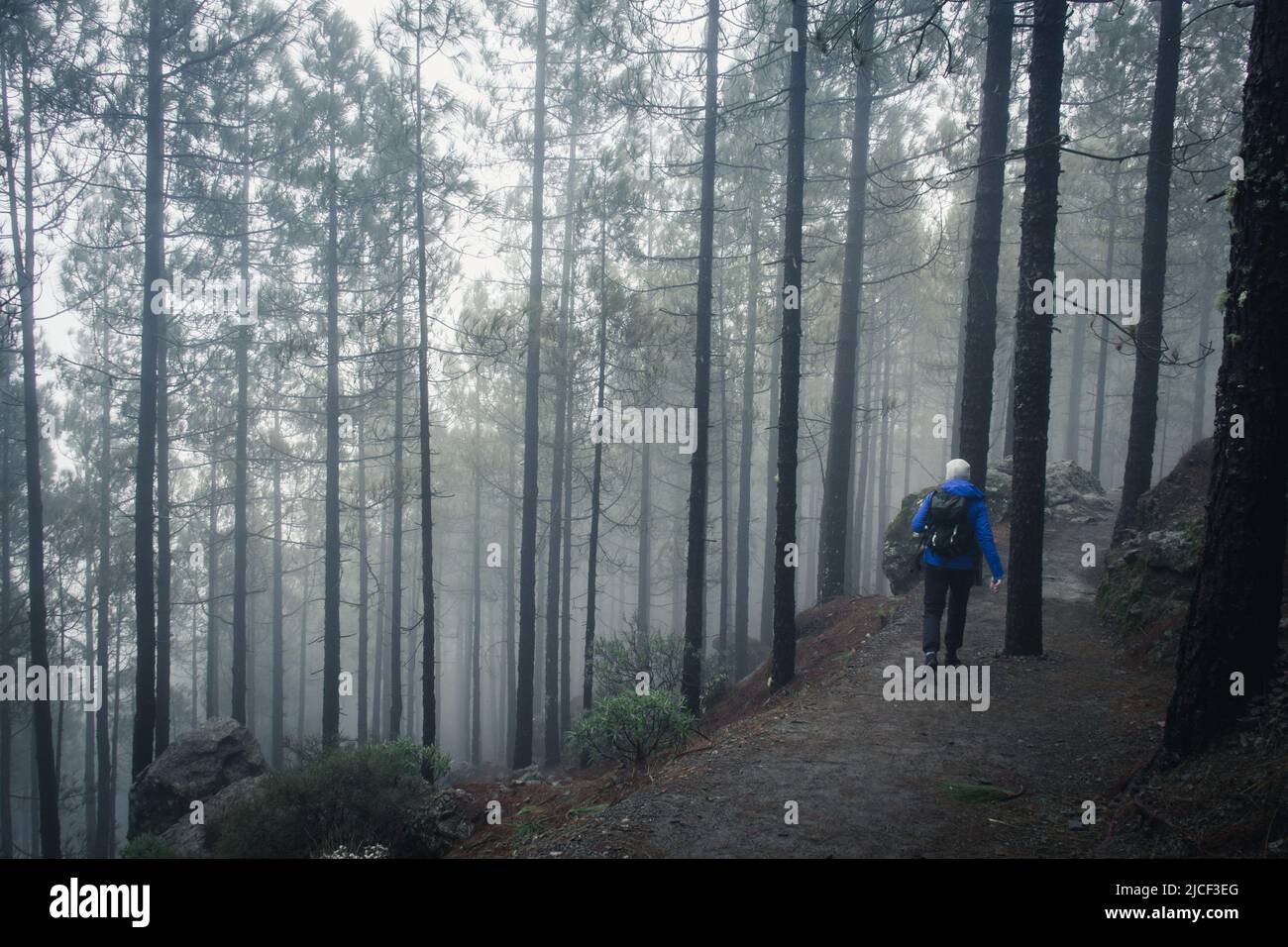 Back of hiker going down path in forest on hazy day in Roque Nublo ...