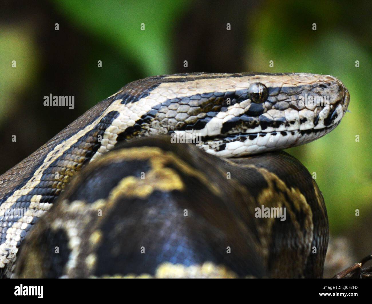 A mature Burmese Python near Yung Shue Wan on Lamma island in Hong Kong ...