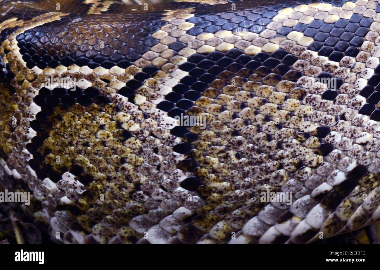 A mature Burmese Python near Yung Shue Wan on Lamma island in Hong Kong ...
