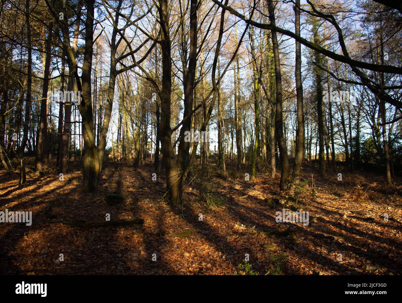 clear blue early light managed woodland with a mixture of beech and fir ...