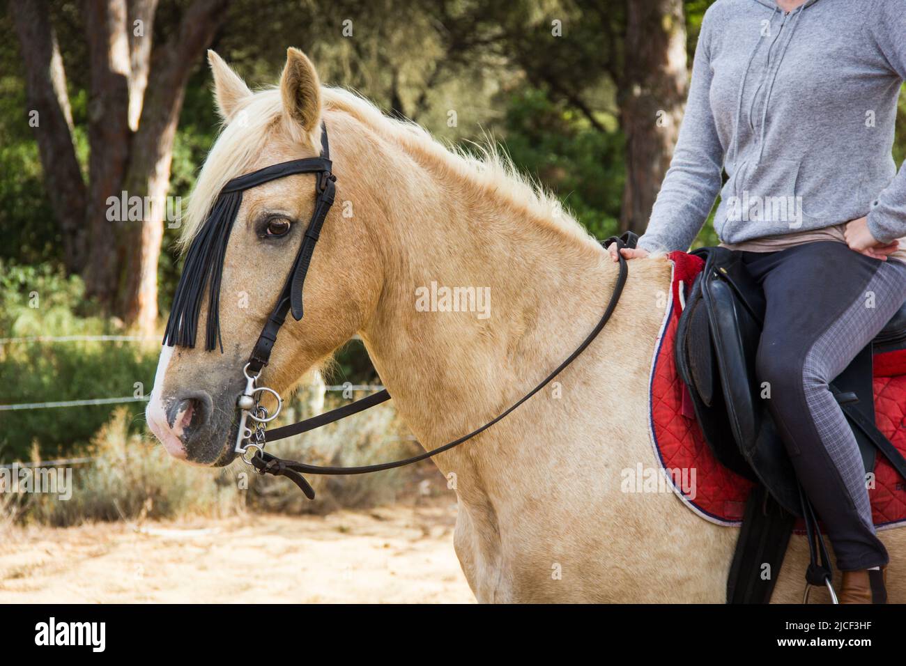 Jockey woman on beautiful beige horse ready for horseback riding Stock ...