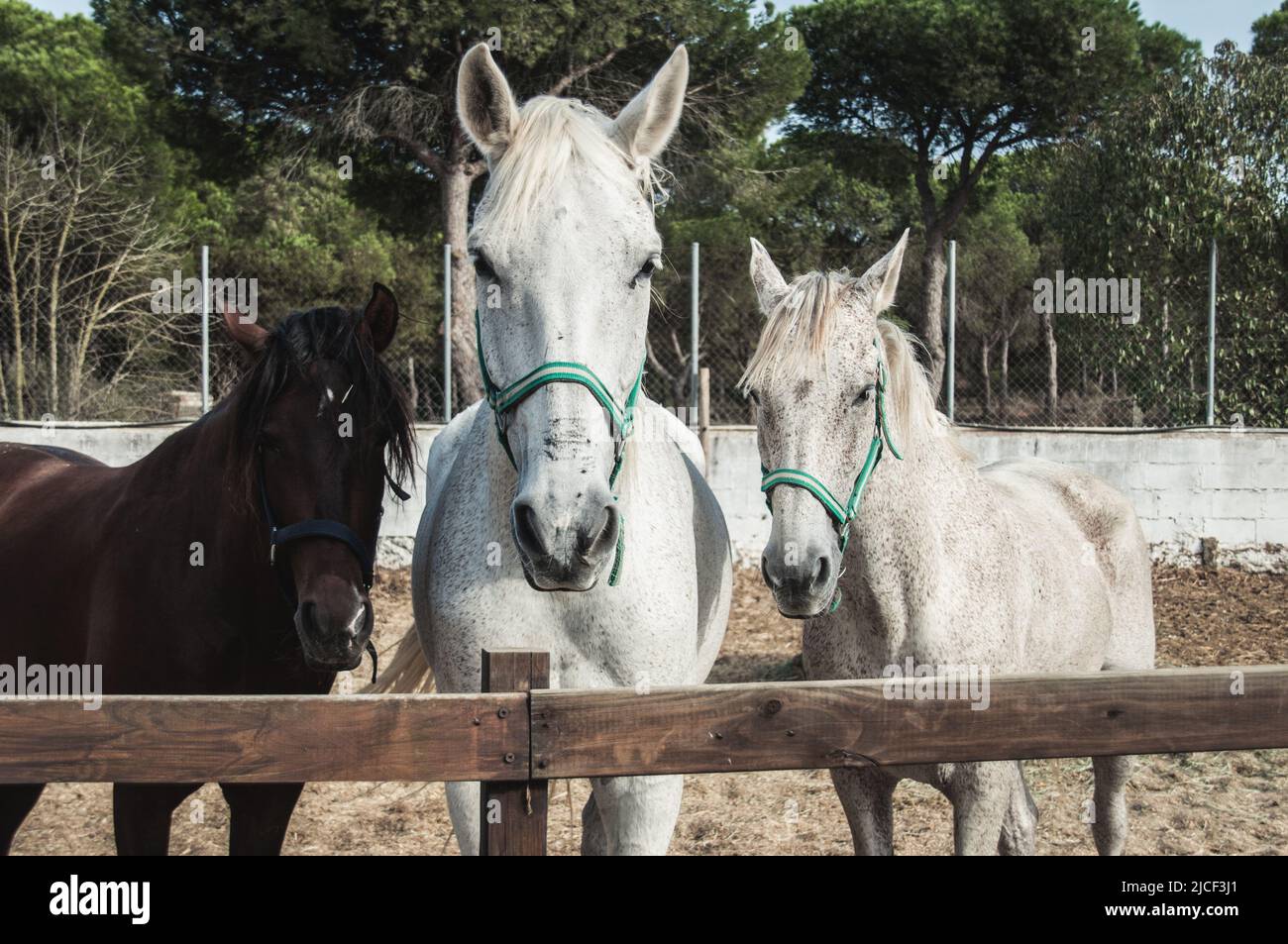 Two white horses and brown one staring from behind wooden fence on ...