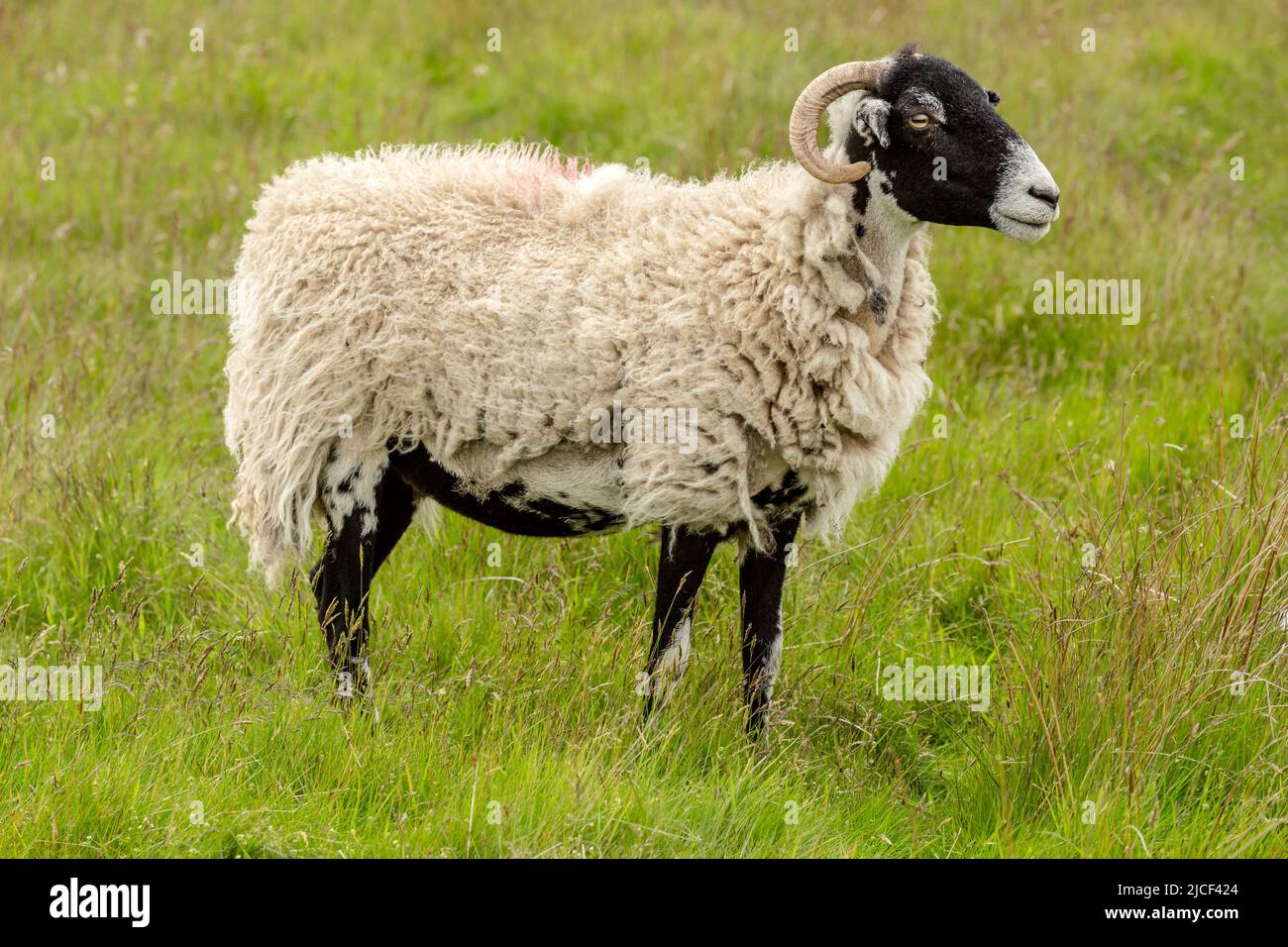 Sheep looking to the right hi-res stock photography and images - Alamy