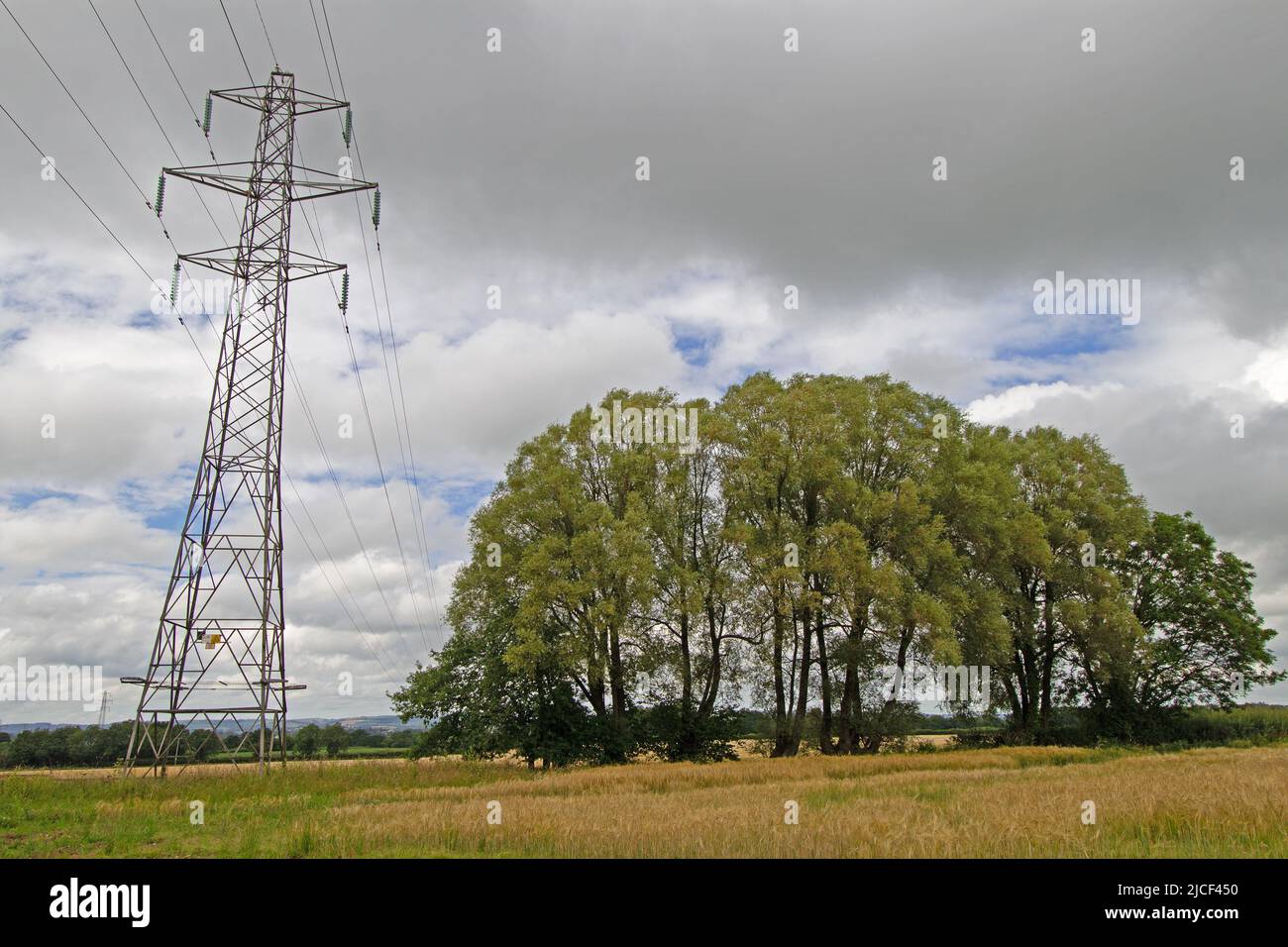 corn field, pylon and trees Stock Photo - Alamy