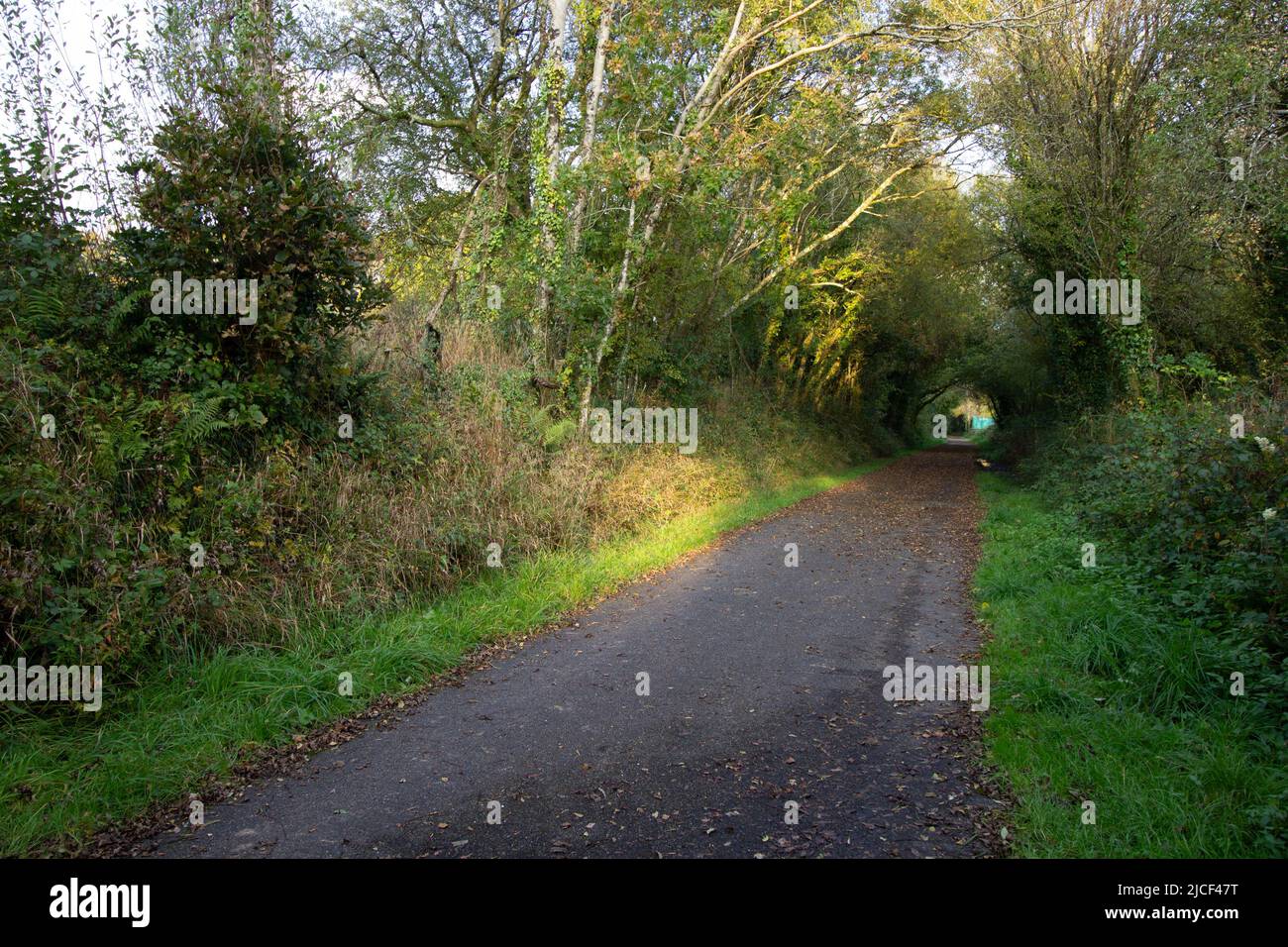 cycle path on an disused railway track in Devon with trees overhanging ...
