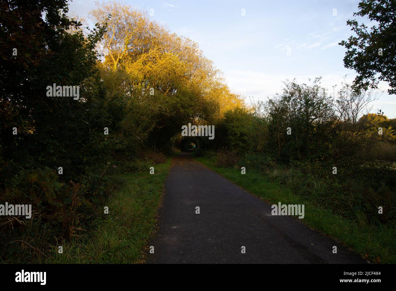 cycle path on an old railway track in Devon with trees overhanging the ...