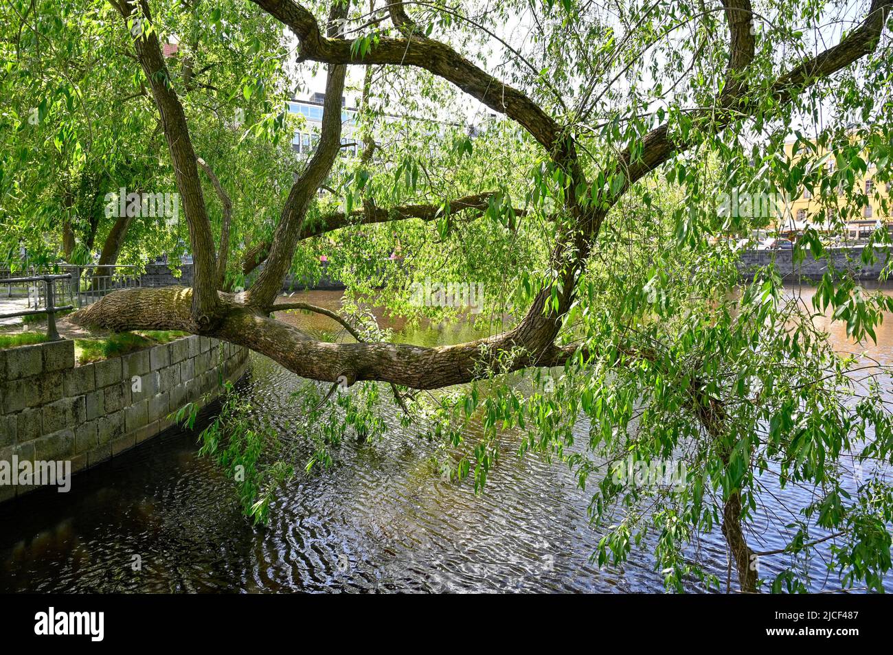 Big tree branch hanging over river in Orebro Sweden Stock Photo - Alamy