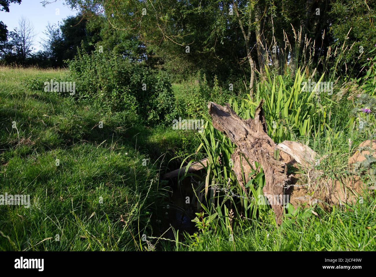 decaying stump over a stream with an old barbed wire fence and field ...