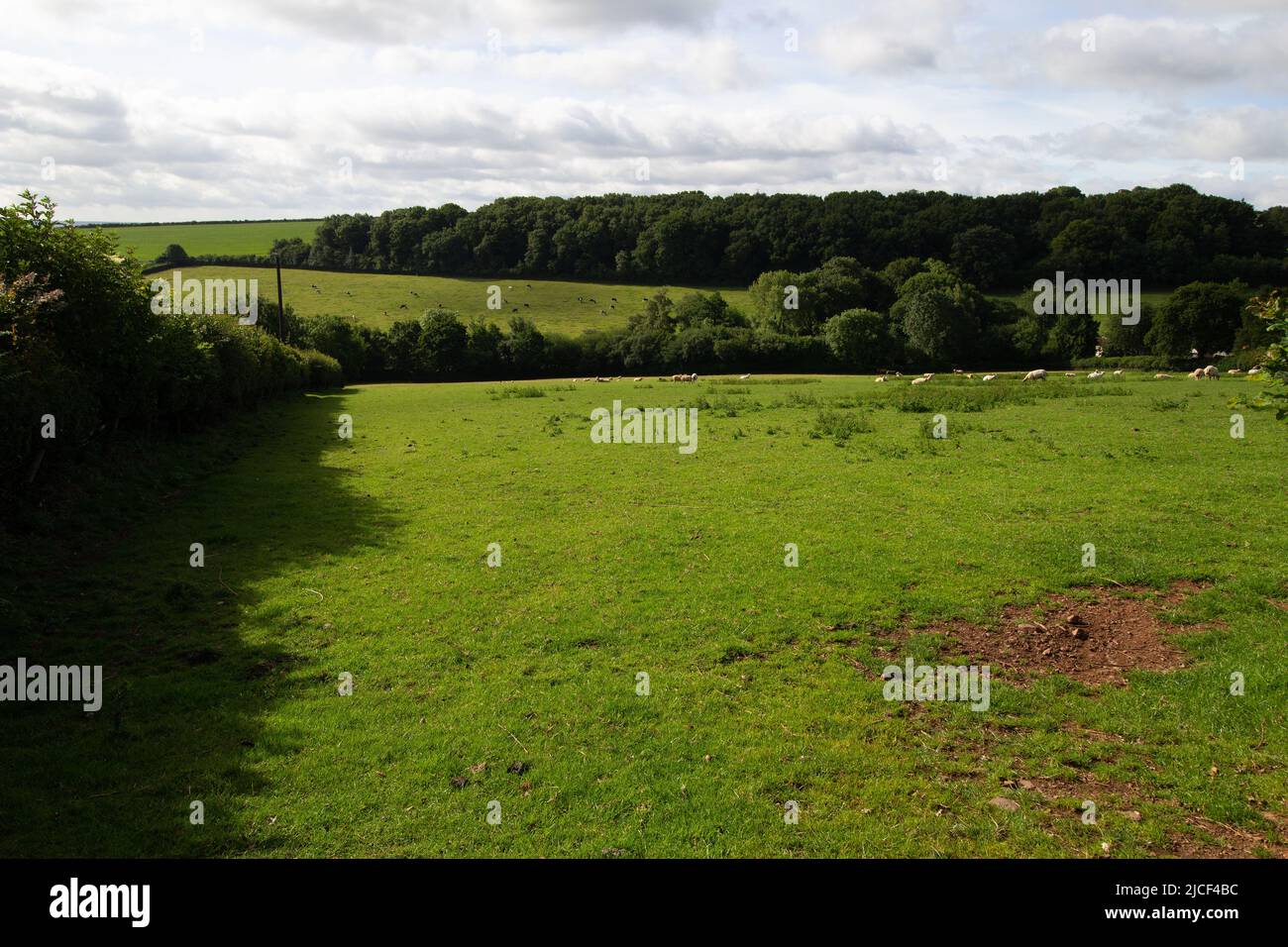 Devon green fields with woods and hedges and clouds Stock Photo - Alamy
