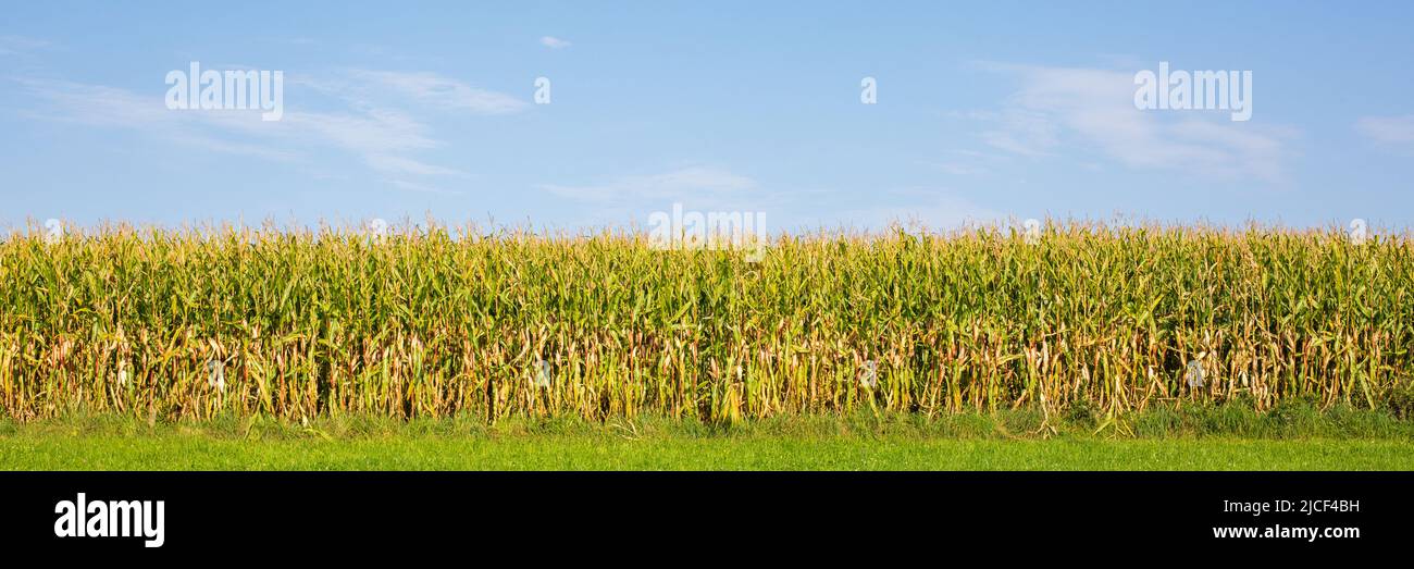 Field view hi-res stock photography and images - Alamy