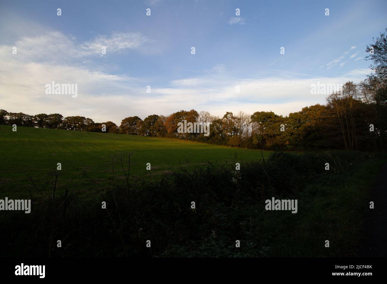 Devon green fields for grazing with hedgerows and trees with a cloudy ...