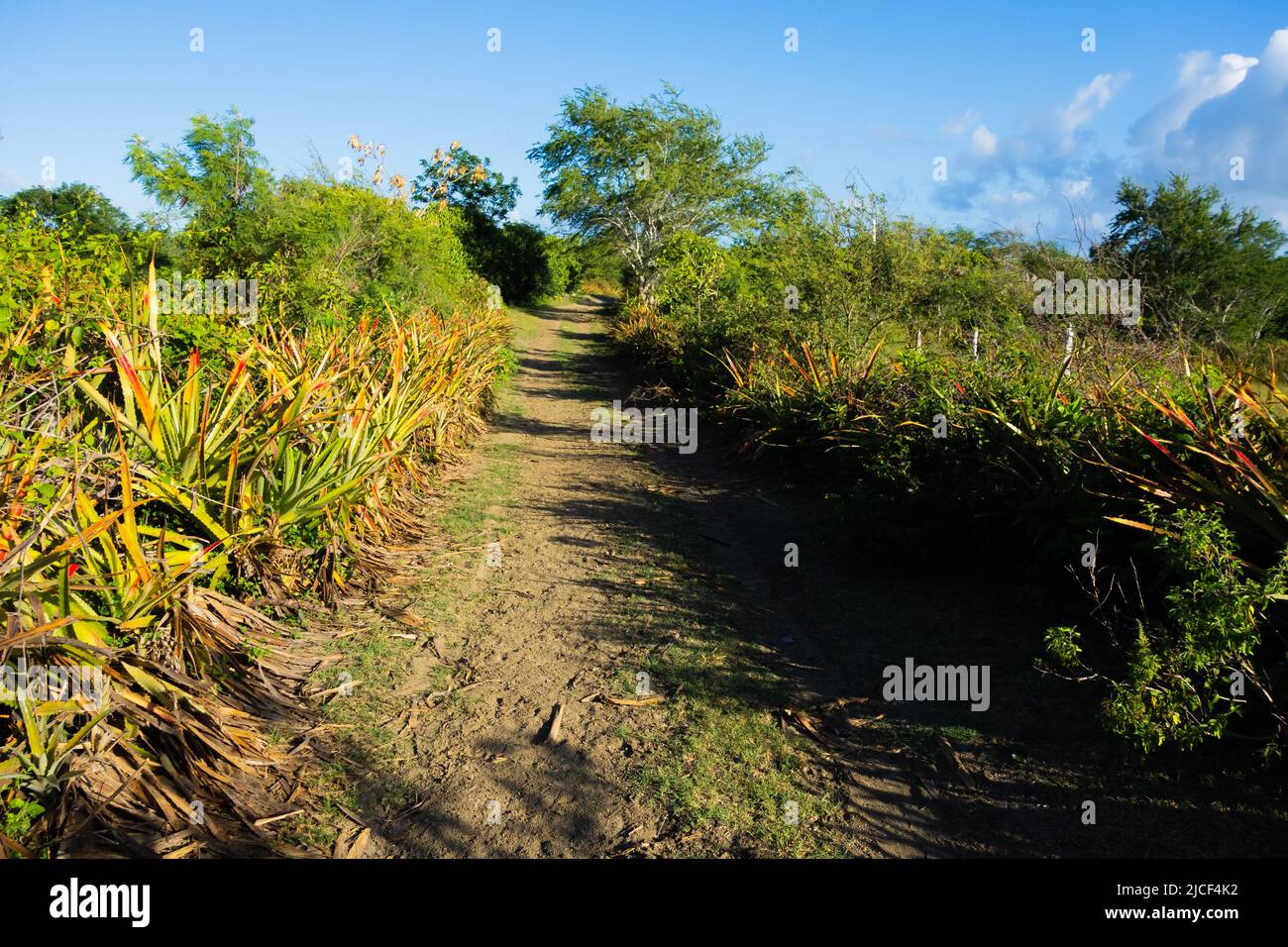 farm track between two fields with trees and blue sky Stock Photo - Alamy